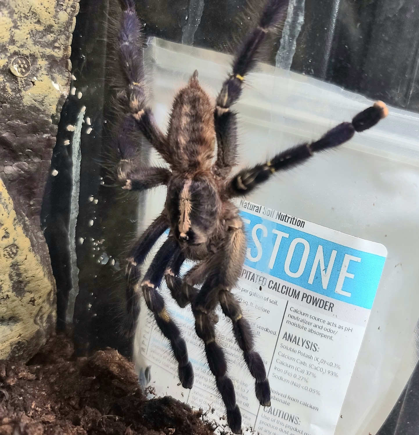 P.metallica Tarantula by Noble Reptiles - MorphMarket