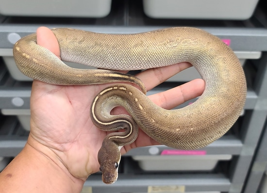 Super Blackhead Lesser Red Gene Hypo Pos Super Red Gene Ball Python by ...