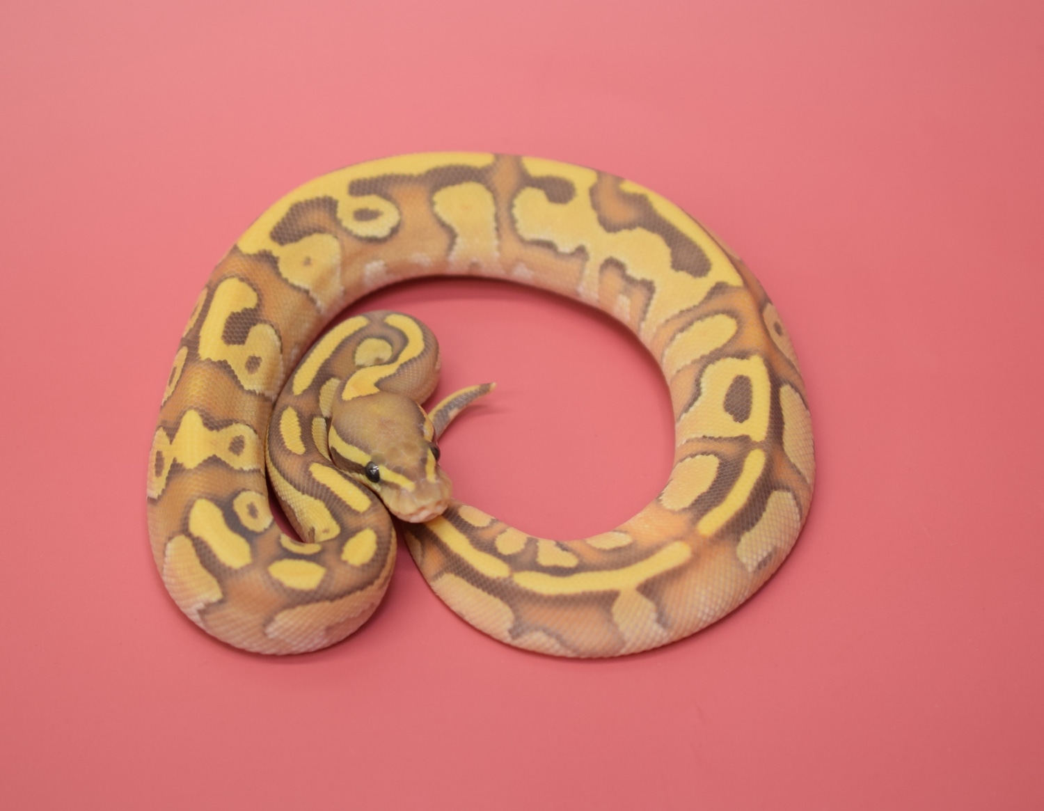 Enchi Mojave Hypo Ball Python by Noble Reptiles - MorphMarket