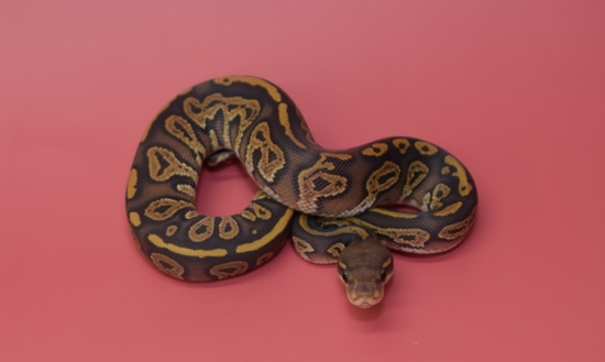 Blackhead Red Gene Hypo Ball Python by Noble Reptiles