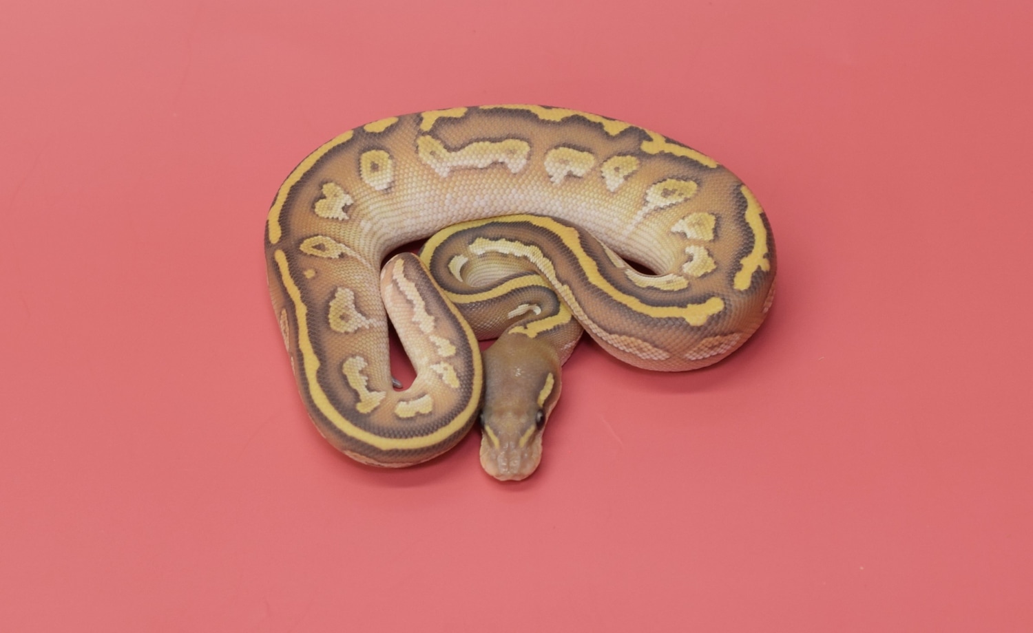 Blackhead Red Gene Butter Hypo Ball Python by Noble Reptiles - MorphMarket