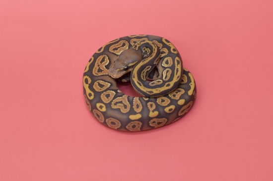 Blackhead Red Gene Hypo Ball Python by Noble Reptiles