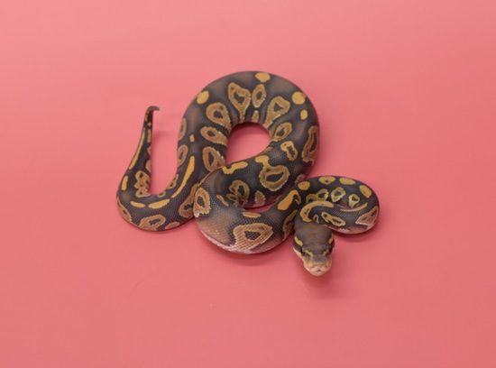 Blackhead Hypo Red Gene Ball Python by Noble Reptiles