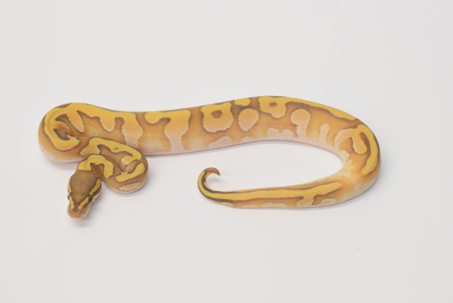 Enchi Mojave Calico Hypo Ball Python by Noble Reptiles - MorphMarket