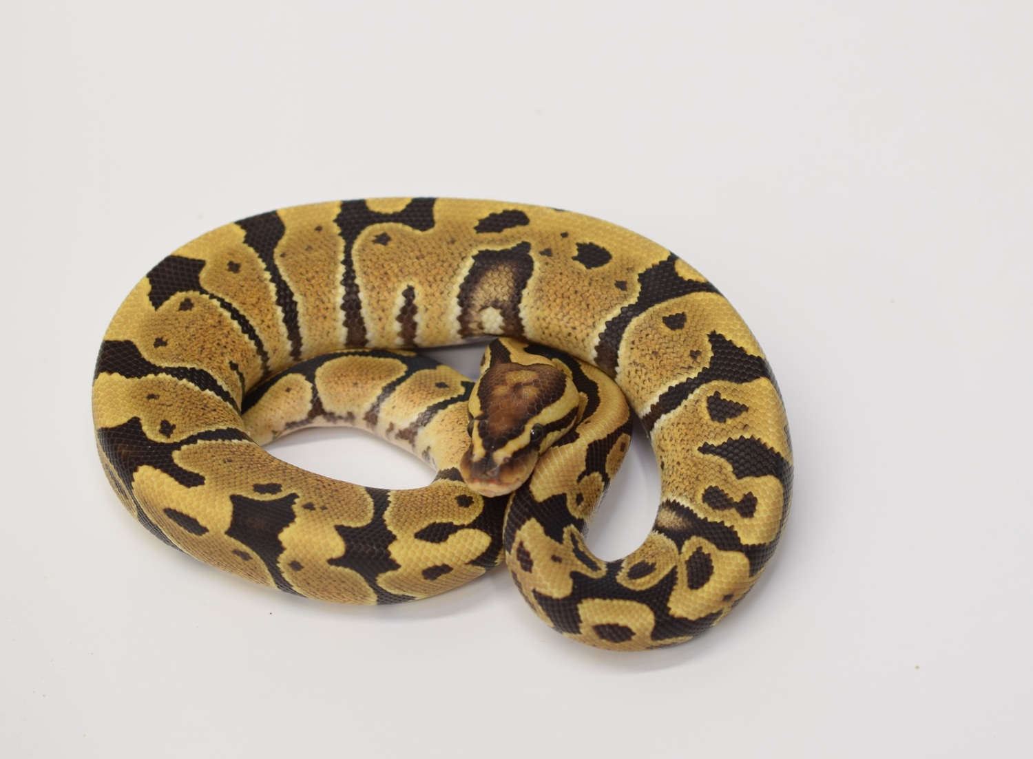 Disco Het Clown Het Hypo Ball Python by Noble Reptiles - MorphMarket