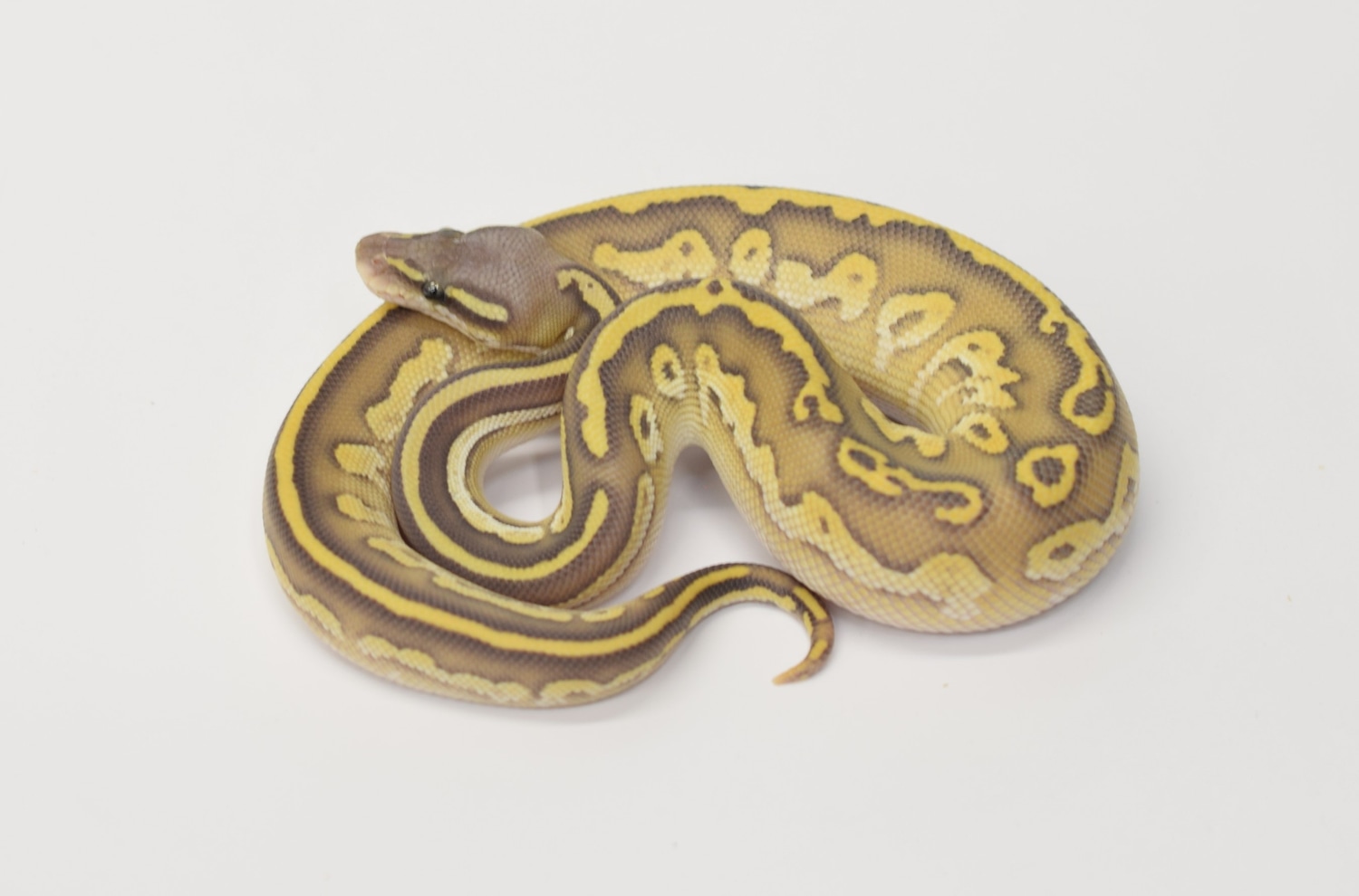 Blackhead Pastel Butter Hypo Ball Python by Noble Reptiles - MorphMarket