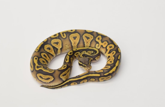 Blackhead Pastel Red Gene Hypo Ball Python by Noble Reptiles