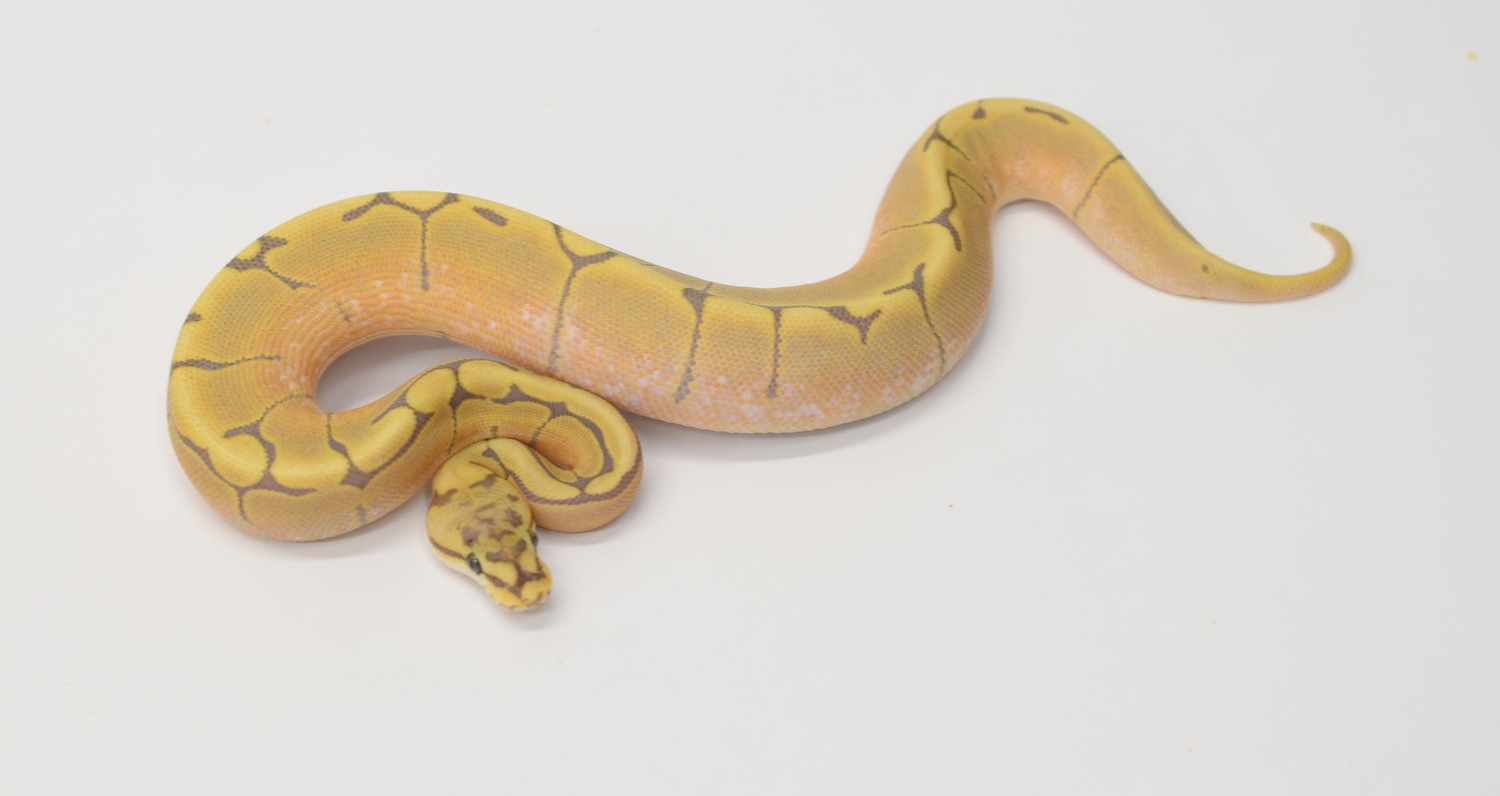 Spider Disco Enchi Hypo Ball Python by Noble Reptiles - MorphMarket