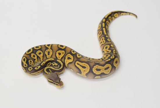 Blackhead Pastel Red Gene Hypo Ball Python by Noble Reptiles