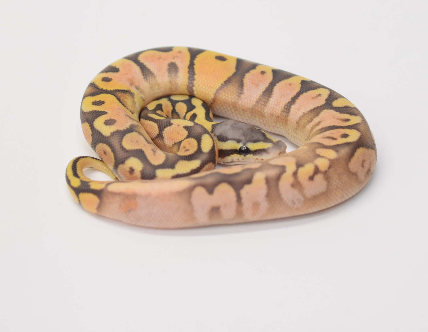 Calico Pastel Hypo "paradox" Ball Python by Noble Reptiles - MorphMarket