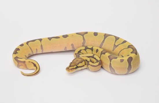 Disco Enchi Hypo Ball Python by Noble Reptiles