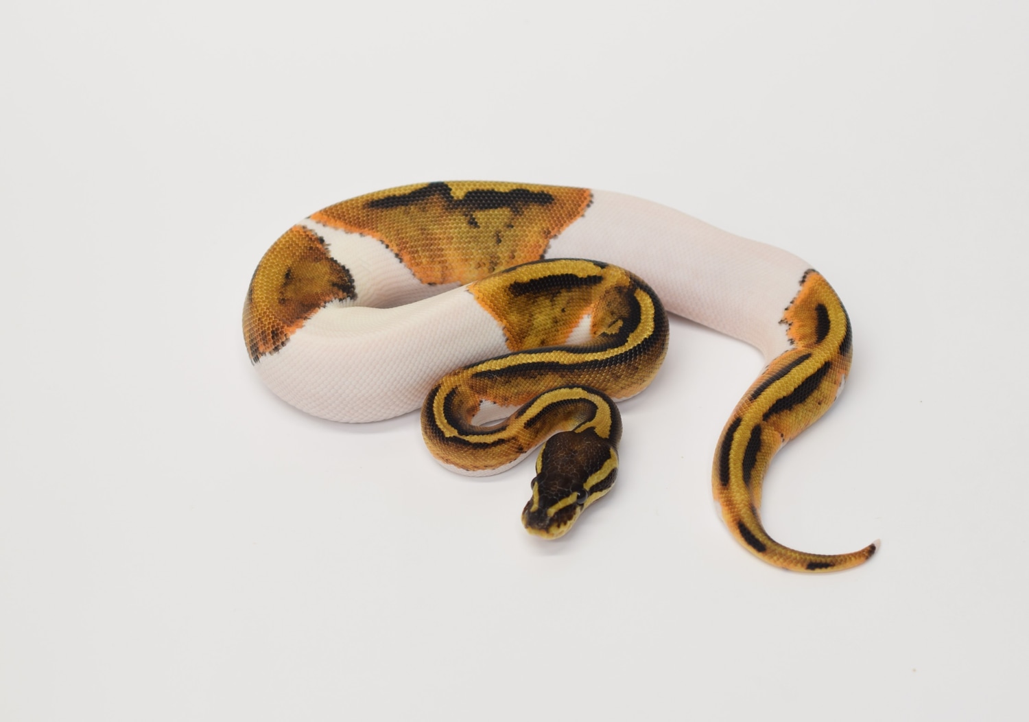 Pied Ball Python by Noble Reptiles - MorphMarket