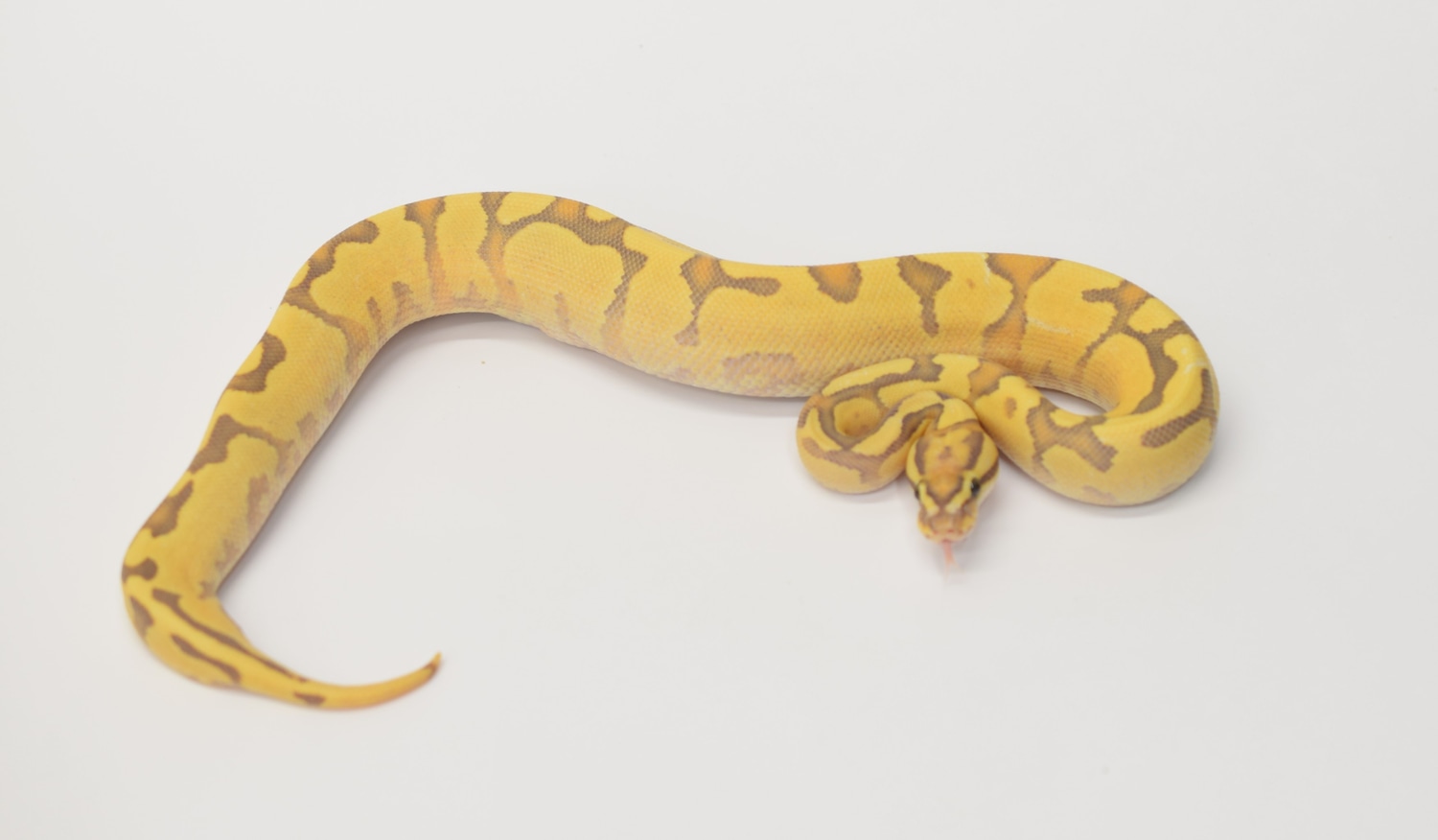 Super Disco Enchi Hypo Ball Python by Noble Reptiles - MorphMarket