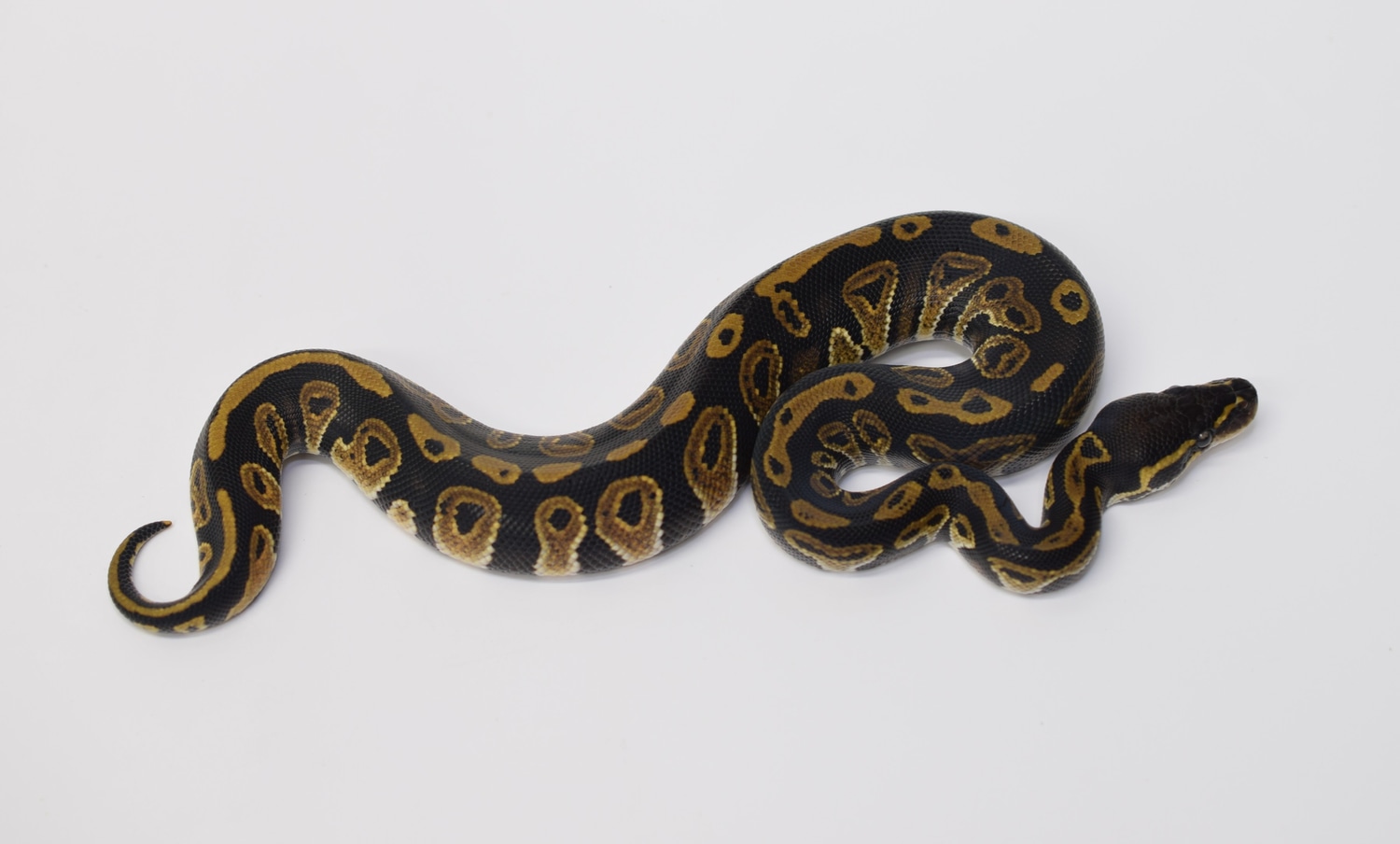 Blackhead DH Hypo Clown Ball Python by Noble Reptiles - MorphMarket