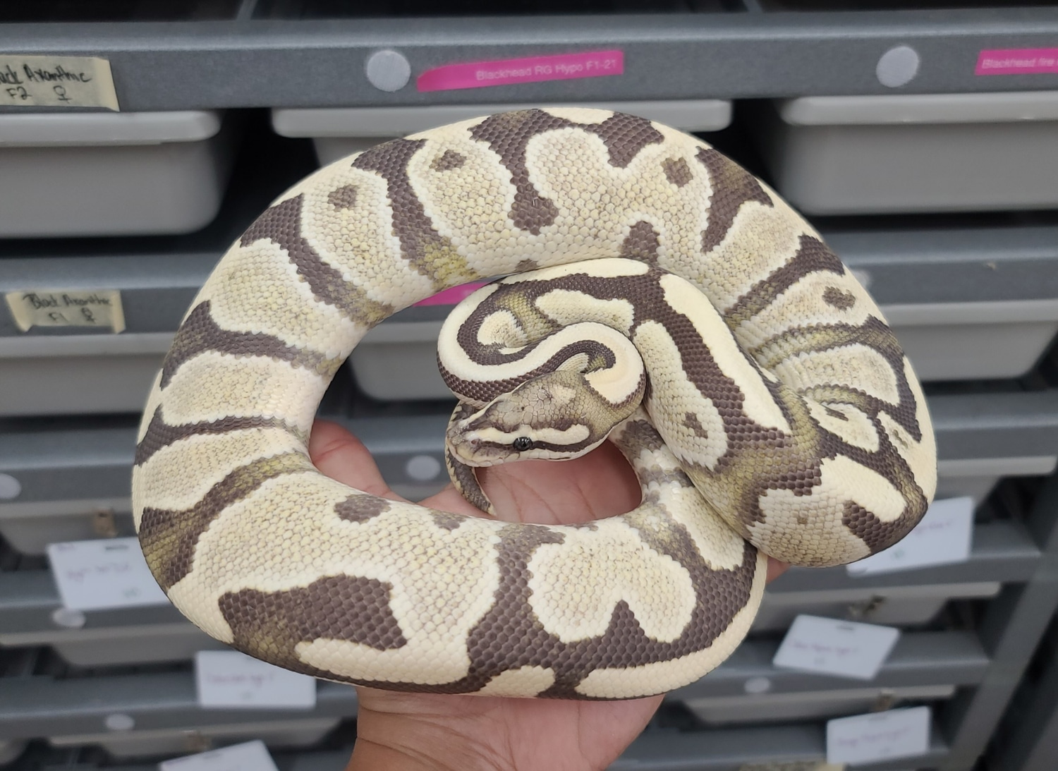 Fire Desert Ghost Ball Python by Noble Reptiles - MorphMarket