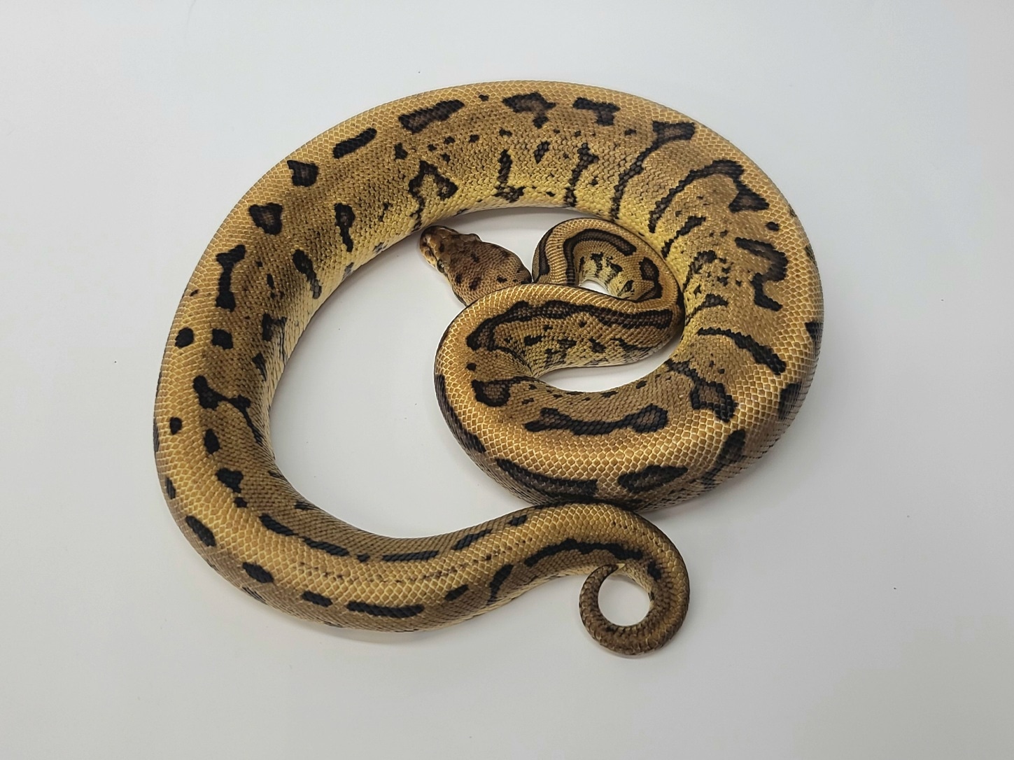 Acid Pinstripe Het Hypo Ball Python by Noble Reptiles - MorphMarket