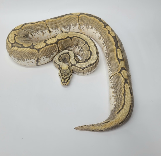 Spider Hypo Ball Python by Noble Reptiles