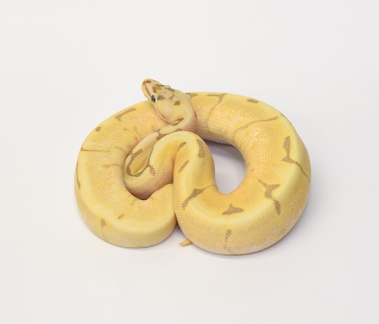 Super Disco Enchi Spider Hypo POS Super Enchi Ball Python by Noble Reptiles