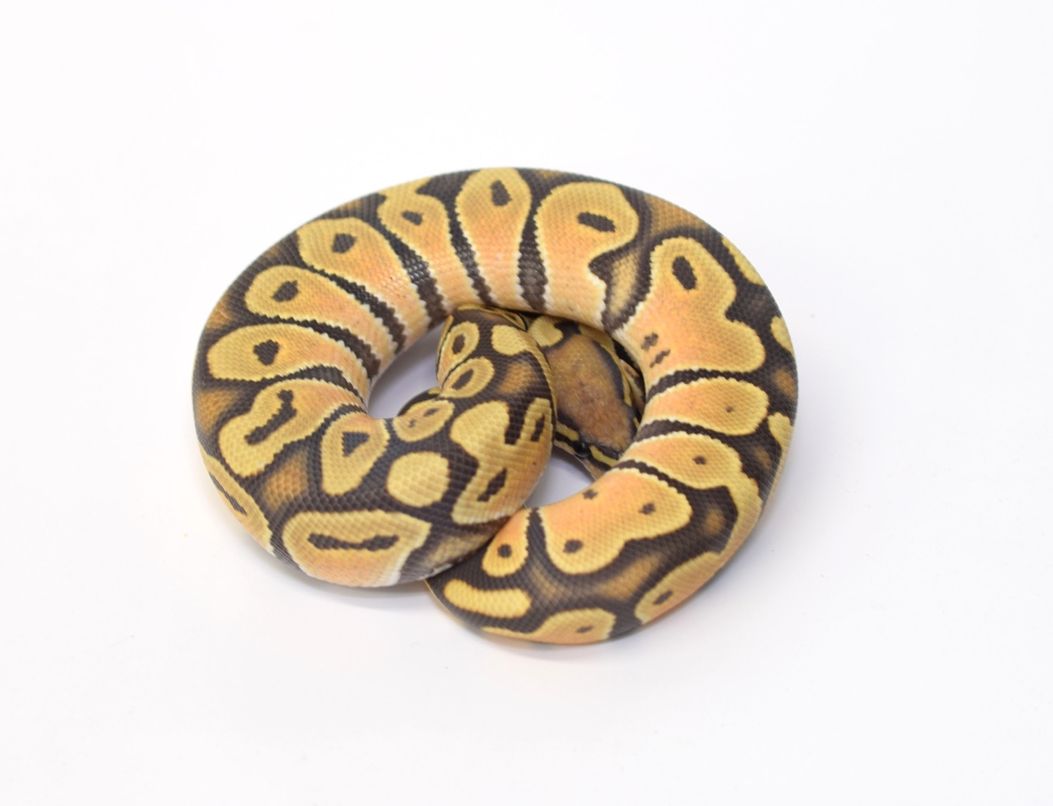 Orange Dream Hypo Ball Python by Noble Reptiles - MorphMarket