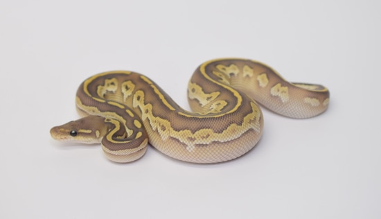 Blackhead Lesser RG/RNG Hypo Ball Python by Noble Reptiles