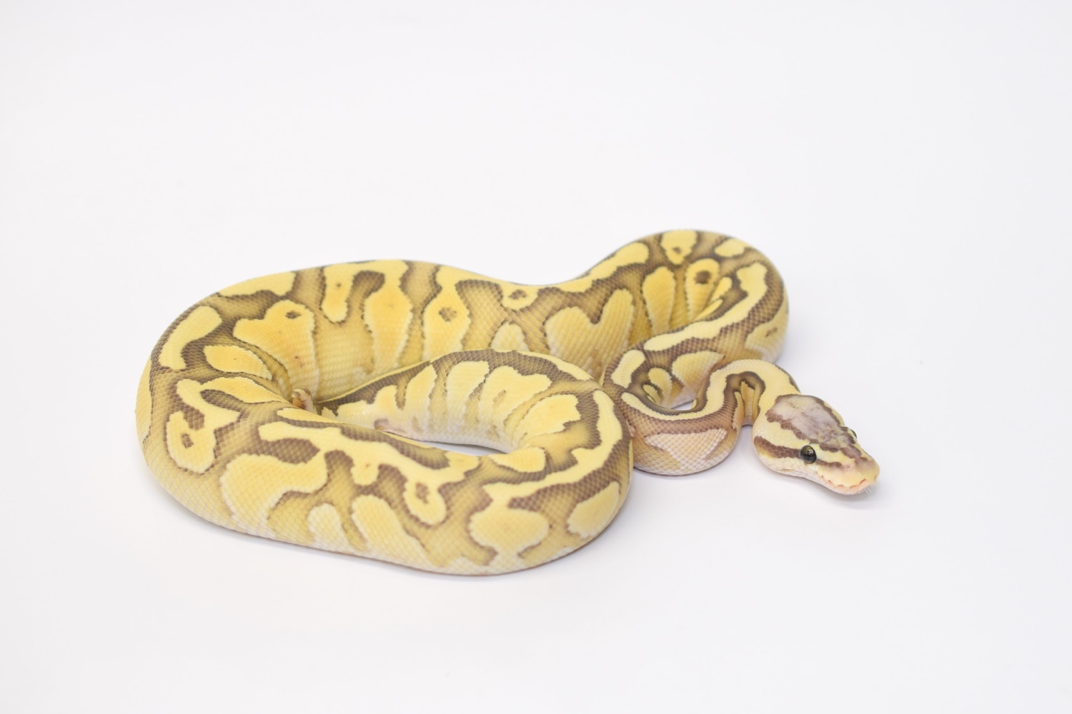 Disco Lesser Pastel Hypo Het Clown Ball Python by Noble Reptiles ...