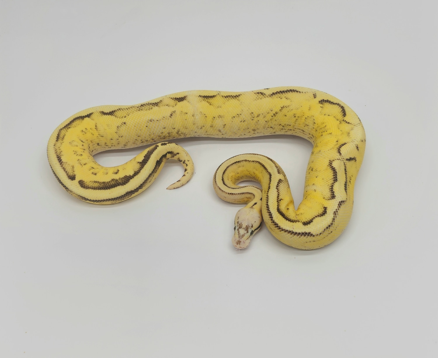Pastel Superstripe Het Desert Ghost Ball Python by Noble Reptiles ...