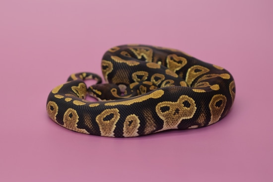 Blackhead DH Hypo Clown Ball Python by Noble Reptiles