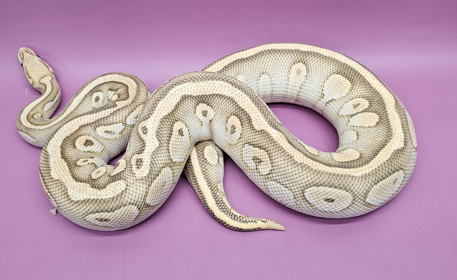 Pastel Butter Hypo Ball Python by Noble Reptiles - MorphMarket
