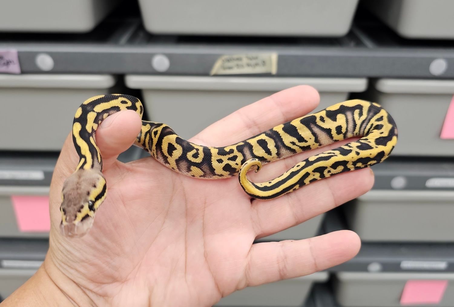Pastel Yellow Belly Leopard 50% Het Lavender Albino Ball Python by ...