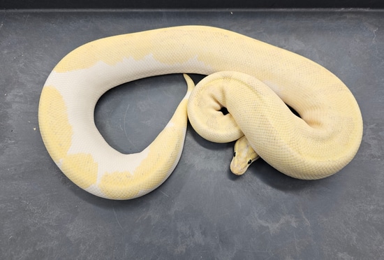 Super Enchi Disco Fire Hypo Ball Python by Noble Reptiles