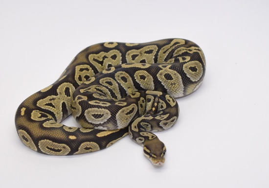 Blackhead Hypo Ball Python by Noble Reptiles