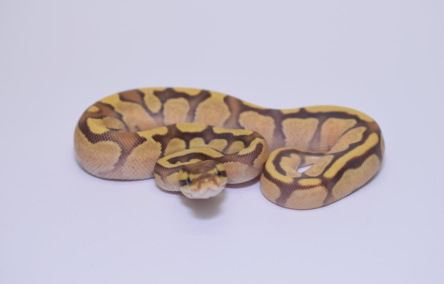Fire Enchi Specter Dh Desert Ghost Hypo Ball Python by Noble Reptiles ...