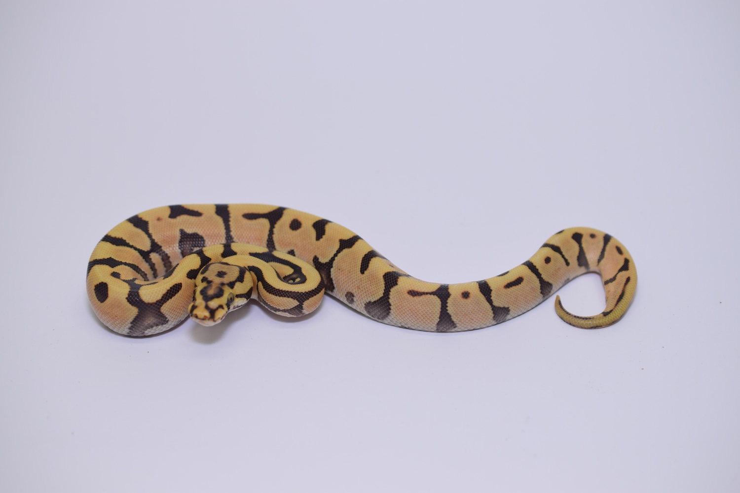 Desert Ghost Spotnose Enchi DH Clown Hypo Ball Python by Noble Reptiles ...