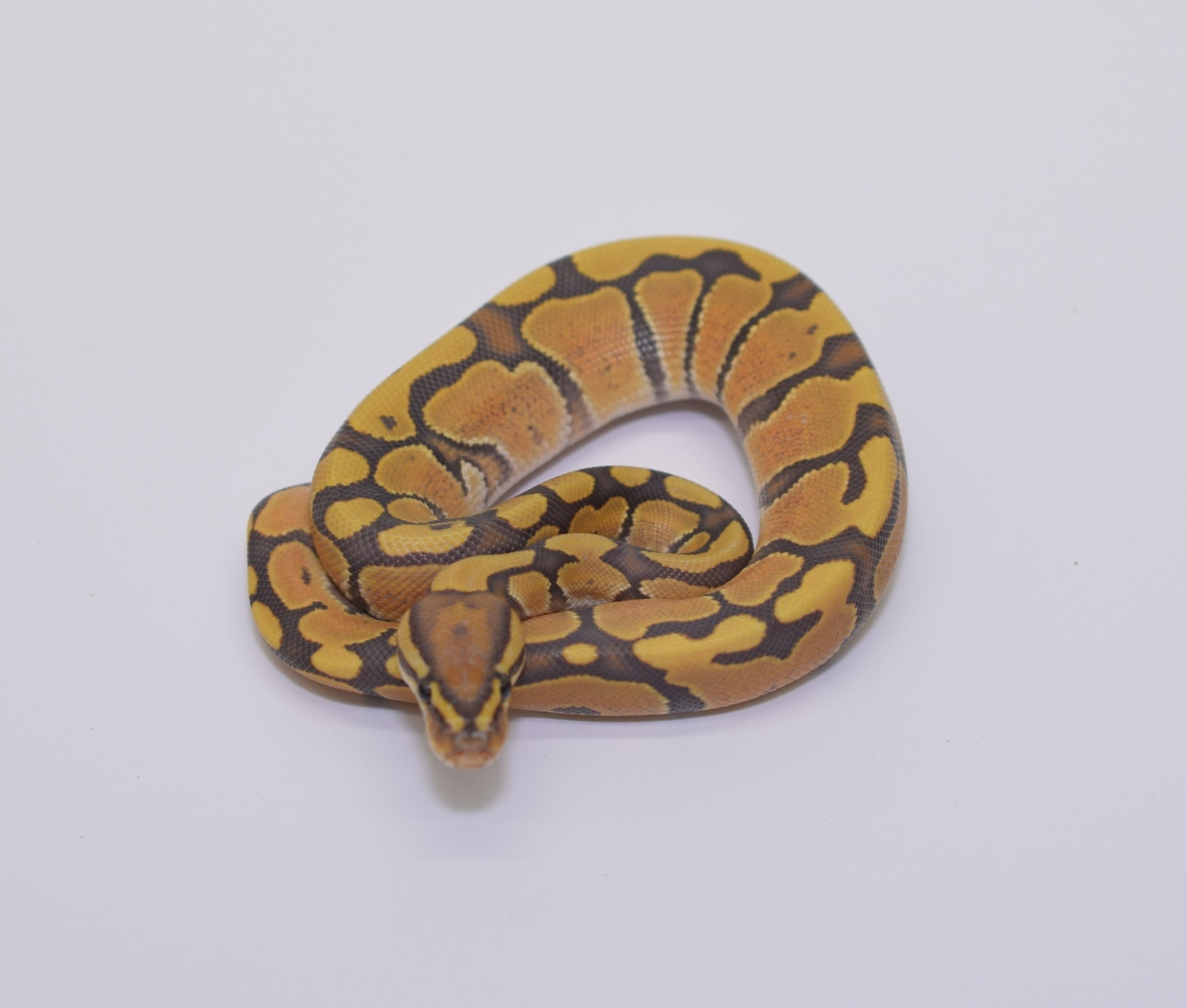 Disco Enchi Hypo Ball Python by Noble Reptiles - MorphMarket