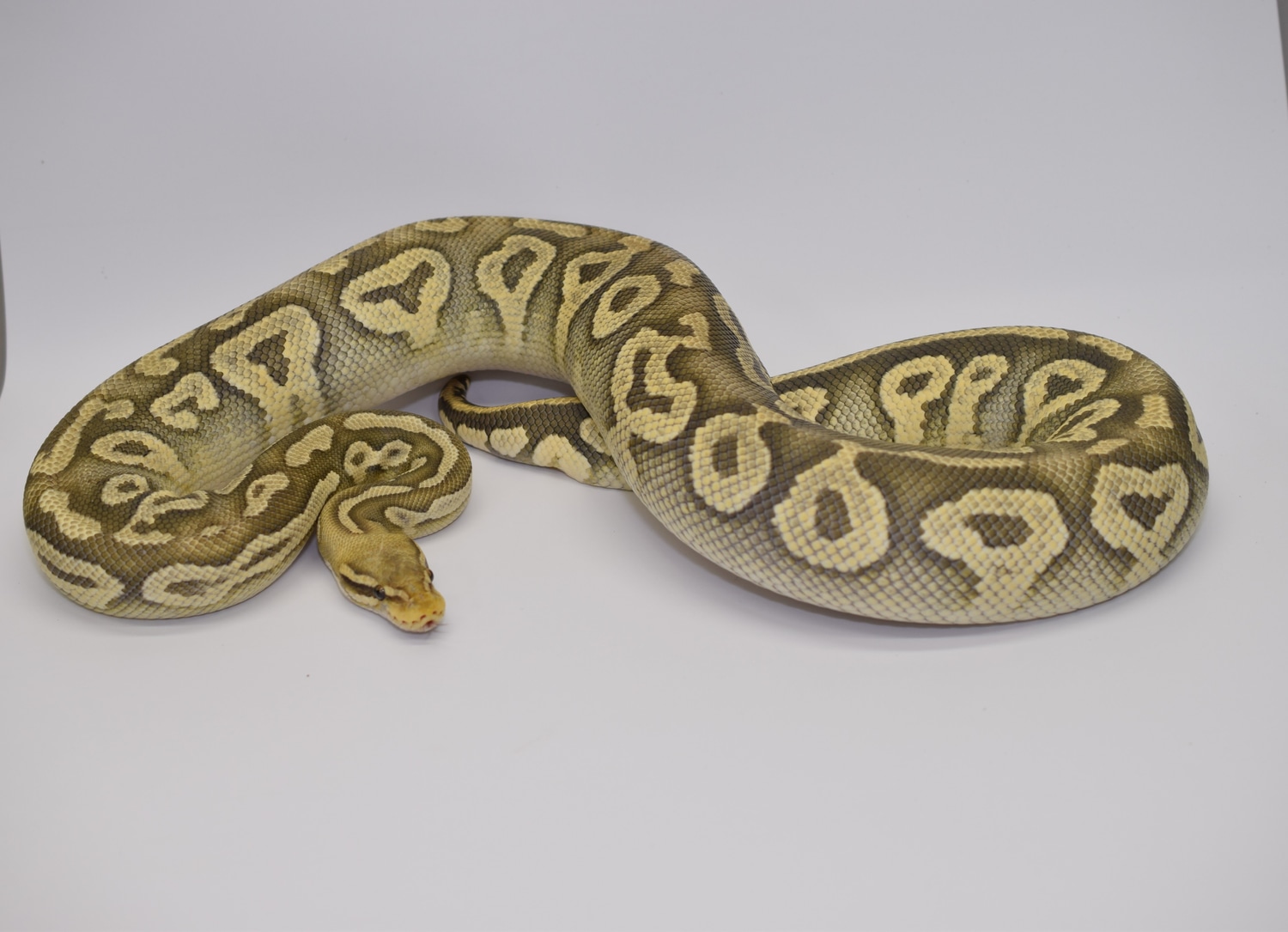 Pastave Hypo Ball Python by Noble Reptiles - MorphMarket