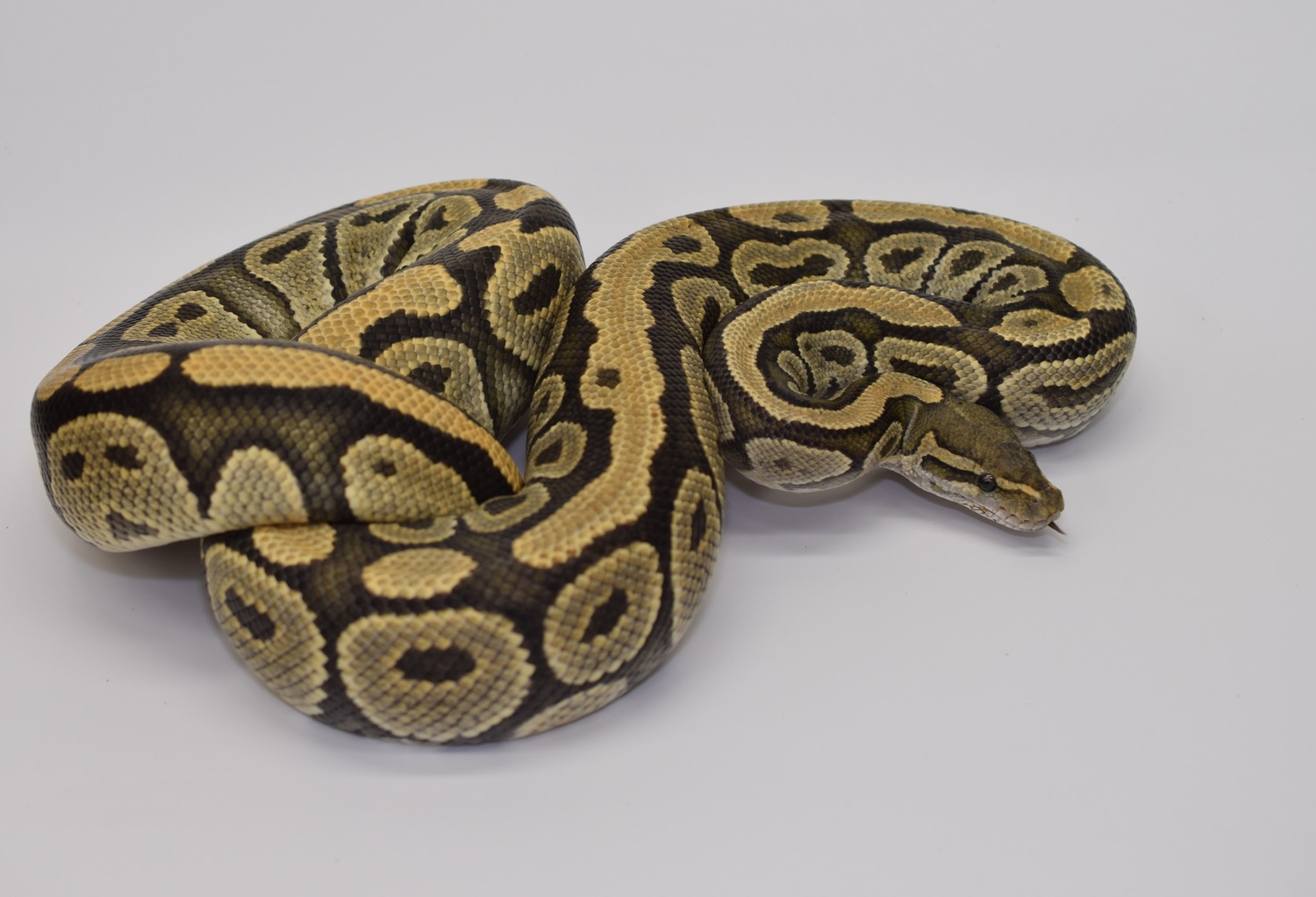Hypo Ball Python by Noble Reptiles - MorphMarket