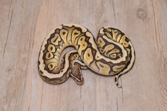 Hidden Gene Woma Pastel Het Clown Het Hypo Ball Python by Noble Reptiles