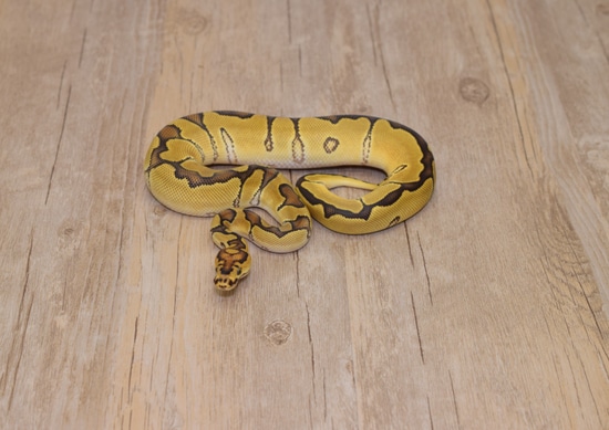 Enchi Clown Het Hypo Ball Python by Noble Reptiles