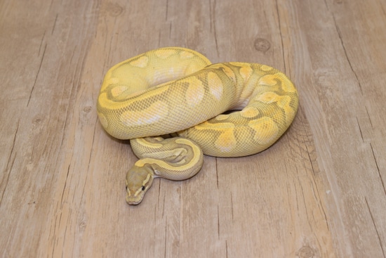 Mojave Enchi Sugar Hypo Ball Python by Noble Reptiles