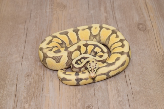 Spotnose Enchi Pastel Desert Ghost Het Clown Het Hypo Ball Python by ...