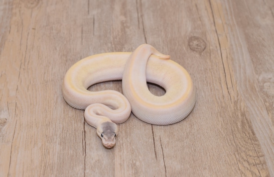 C25-F2-23 Champagne Blackhead Pastel Mojave Ball Python by Noble Reptiles