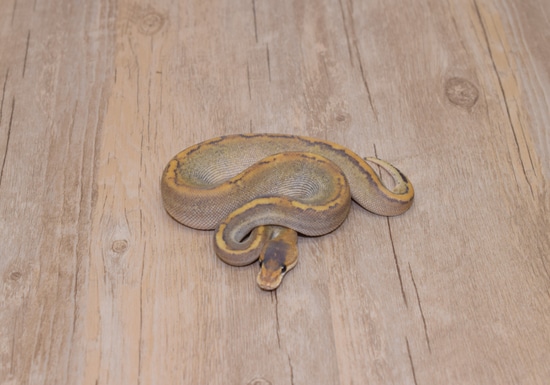 Blackhead Champagne Hypo Ball Python by Noble Reptiles