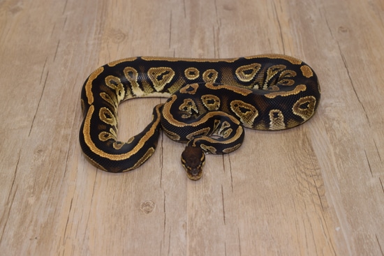 Blackhead Het Clown Het Hypo Ball Python by Noble Reptiles