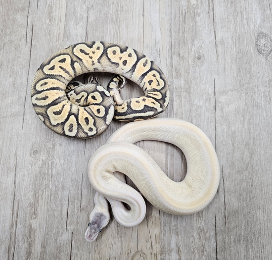 Blackhead Hypo Pair Ball Python by Noble Reptiles