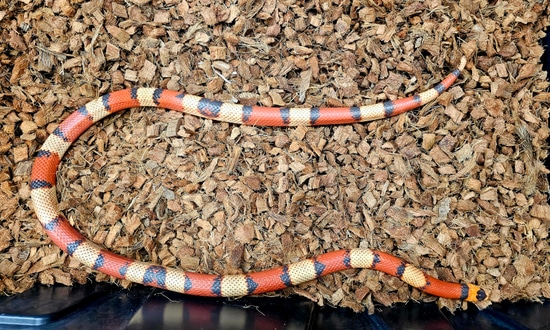 "Sanders Line" Hypo Tri Color Honduran Milk Snake by Noble Reptiles