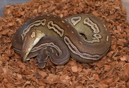 Blackhead Cinnamon Mojave RG Ball Python by Noble Reptiles