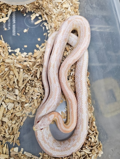 RF Snow Tessera Corn Snake by Noble Reptiles