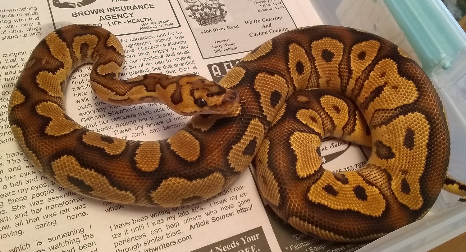 Yellow Belly Clown Ball Python by No bo balls - MorphMarket