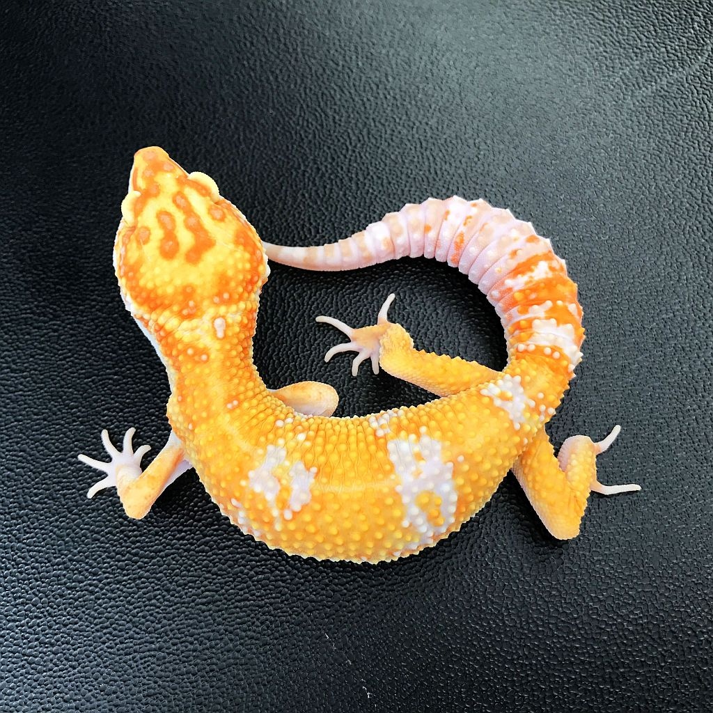 Tangerine Tremper Leopard Gecko by NoCo Exotics - MorphMarket