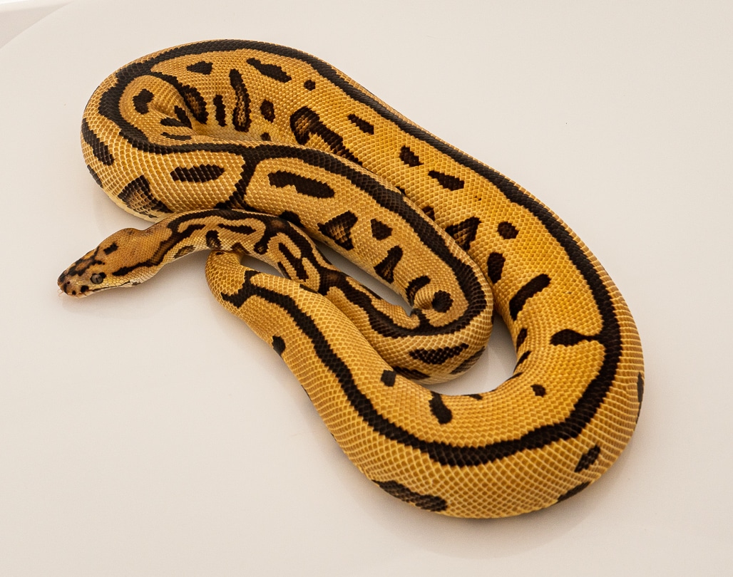 Spotnose Leopard Clown Ball Python by NoCo Exotics - MorphMarket